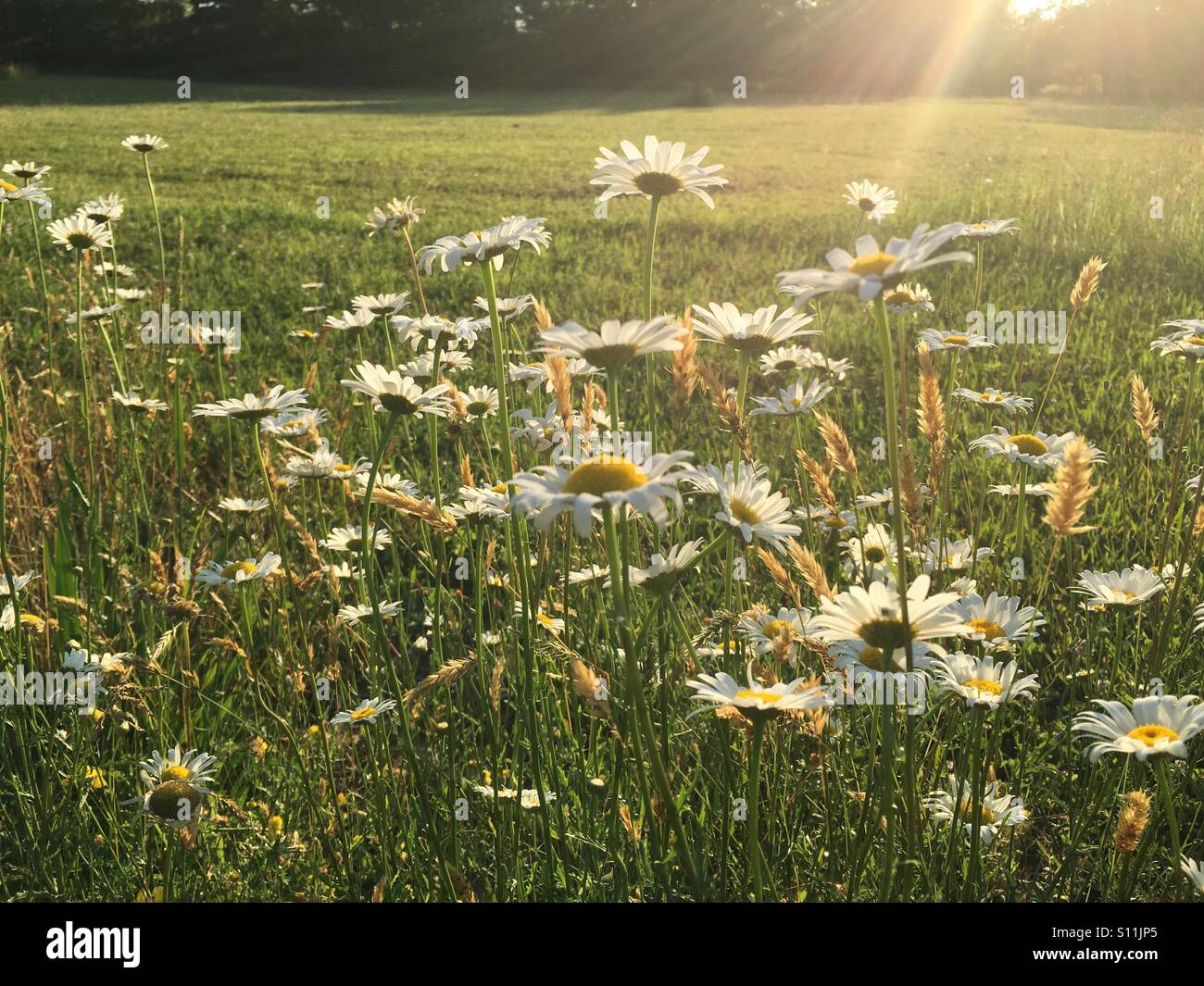 Sunlit green fields hi-res stock photography and images - Alamy