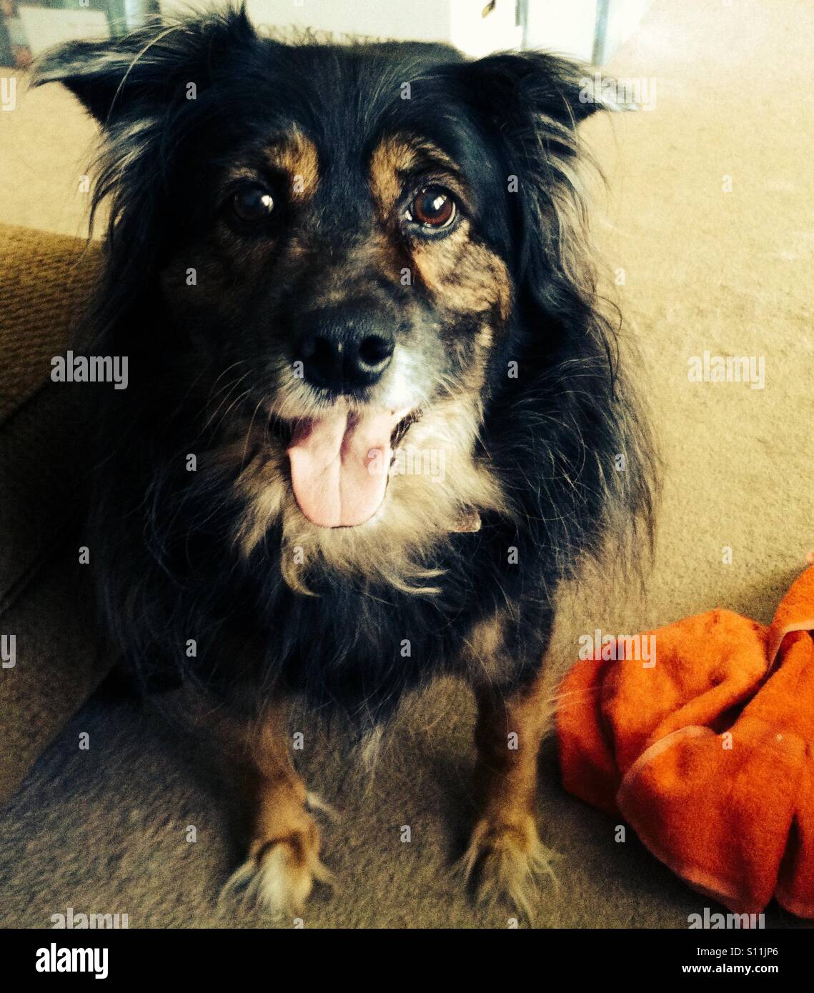 Australian Collie High Resolution Stock Photography and Images - Alamy