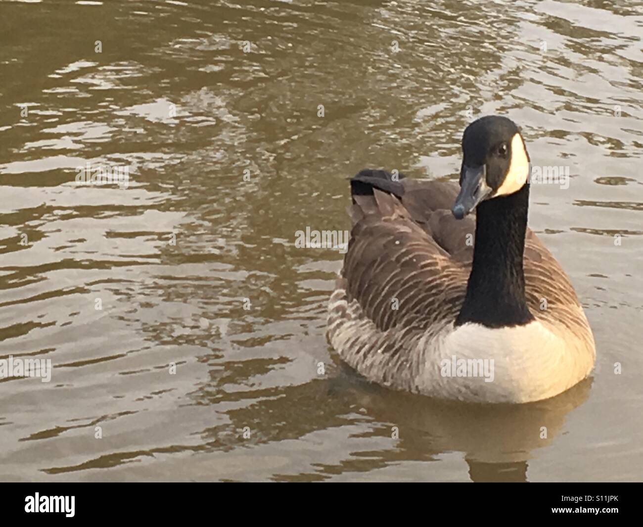 Goose in the pond hi-res stock photography and images - Alamy