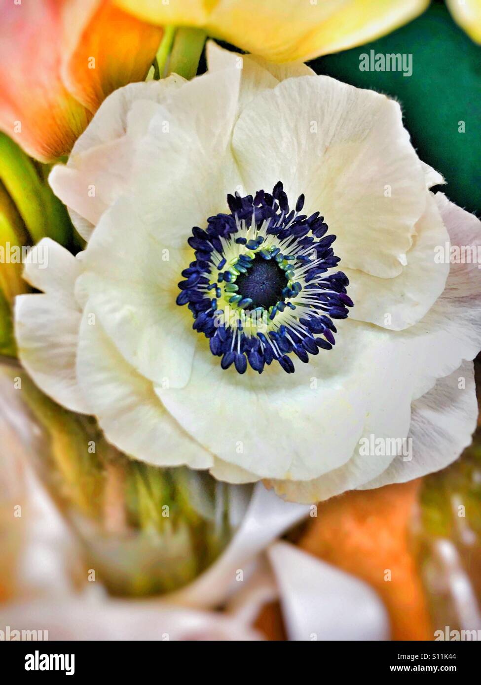 Anemone poppy hi-res stock photography and images - Alamy