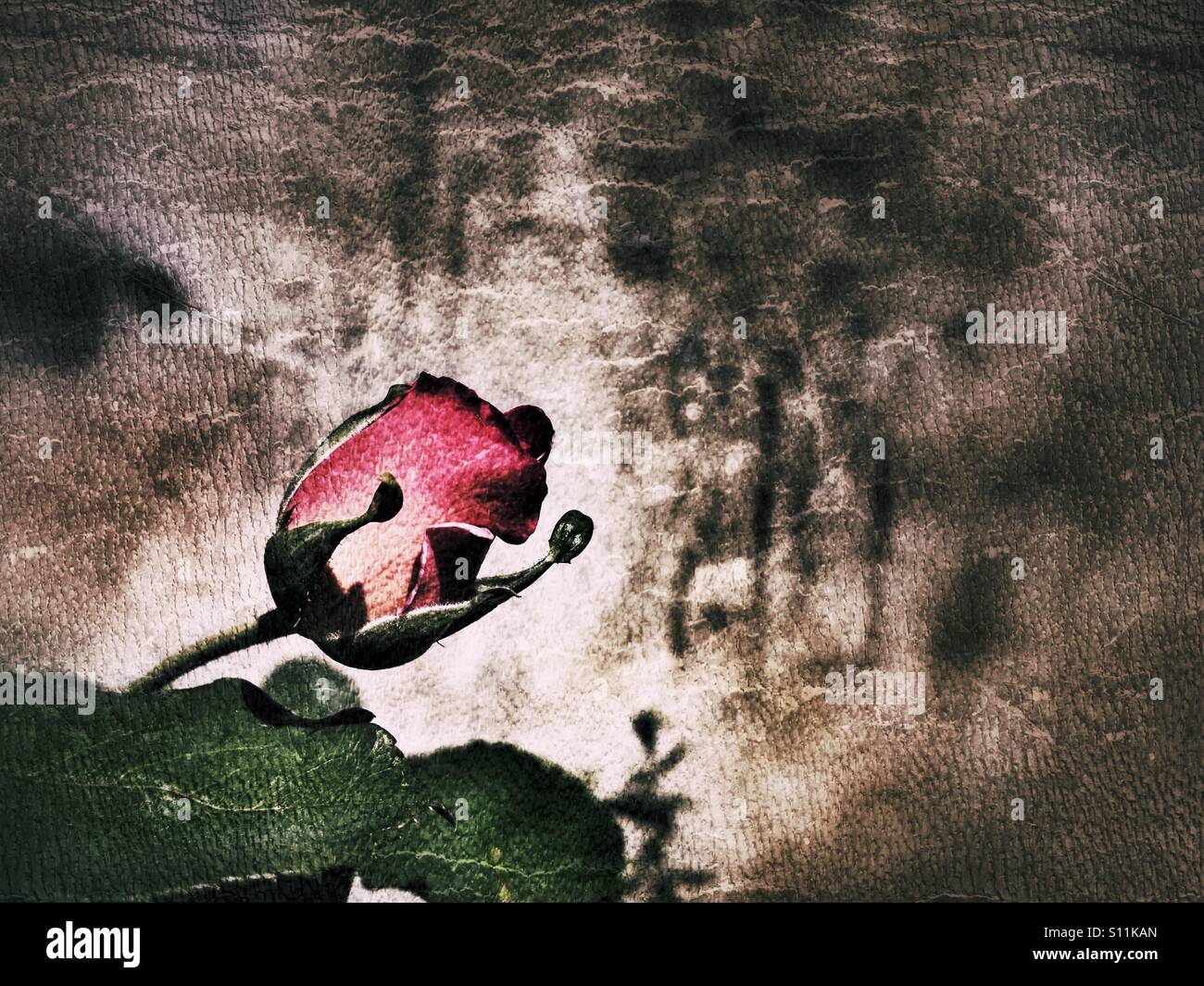 Alone rose hi-res stock photography and images - Alamy