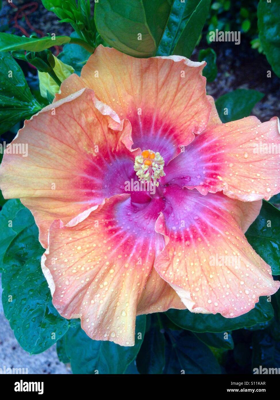 Cali flower hi-res stock photography and images - Alamy