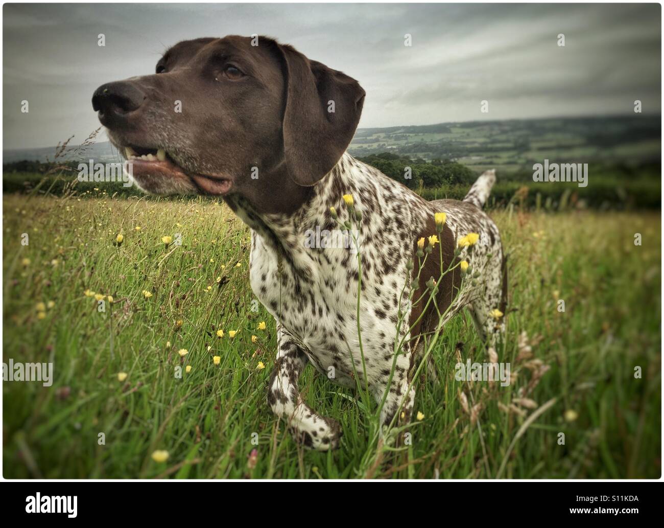 Dog on point Stock Photo - Alamy
