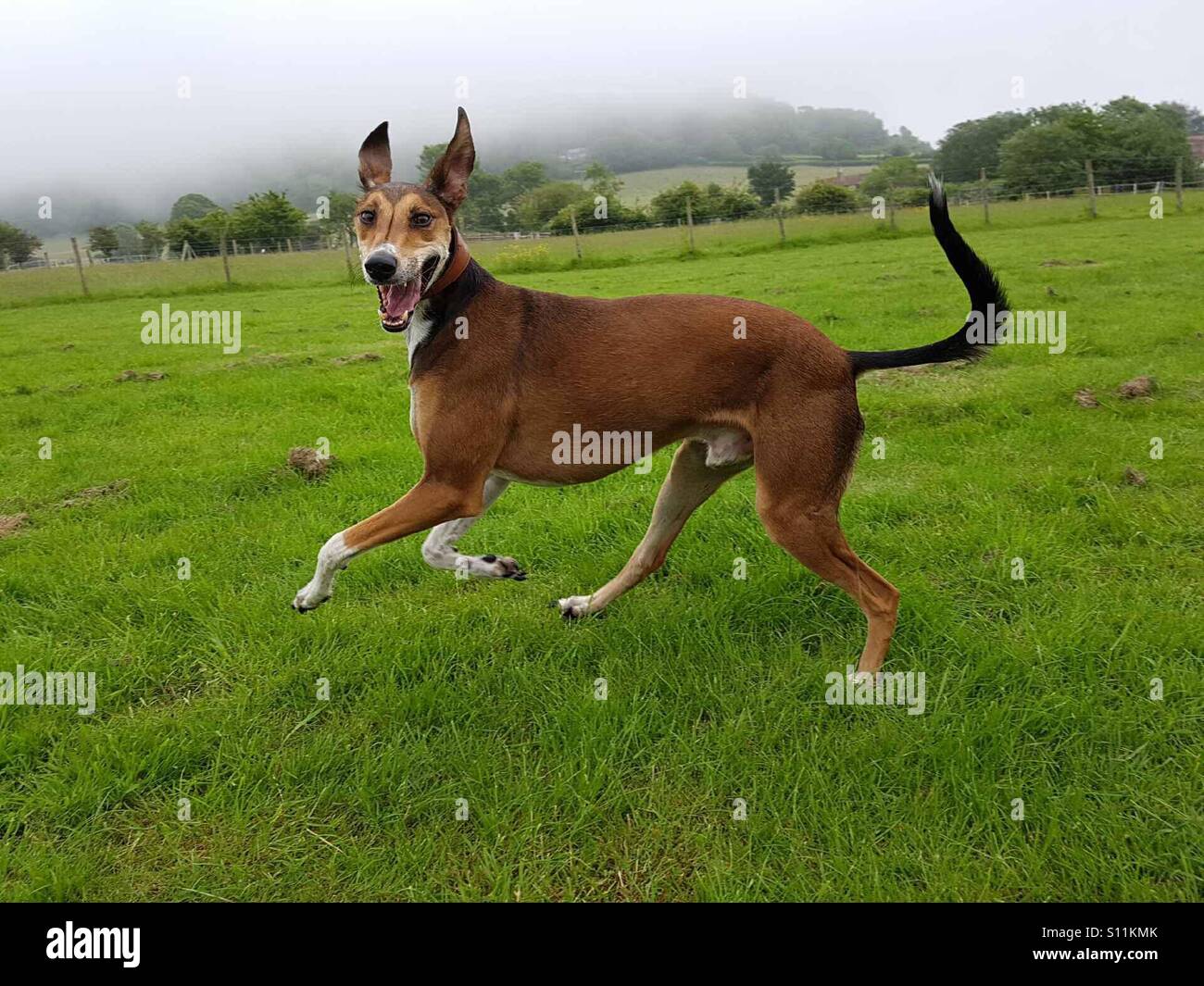 Greyhound play pose Stock Photo - Alamy