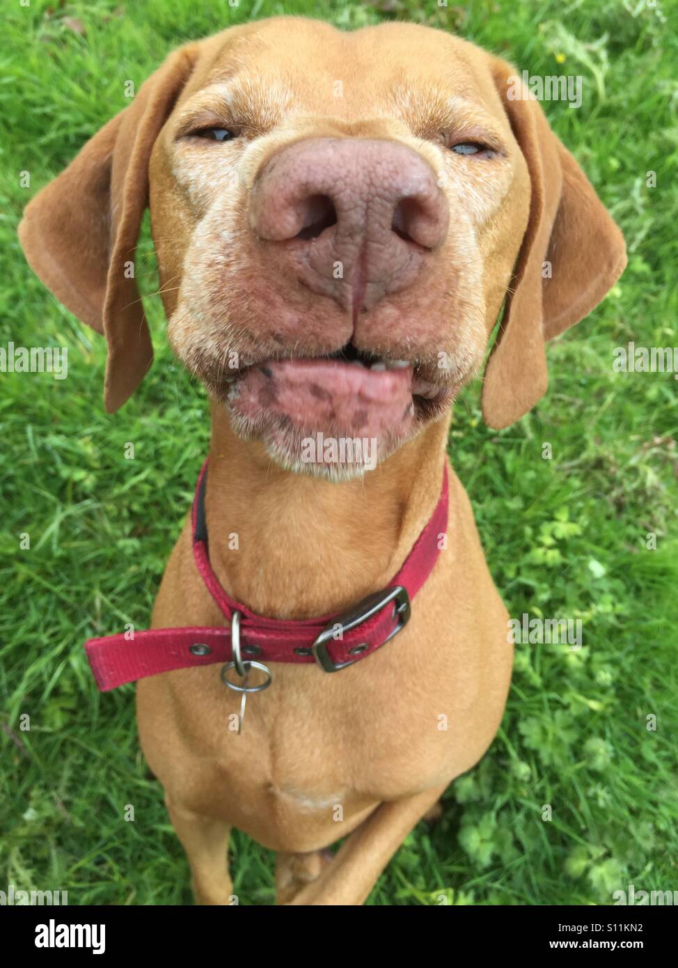 Vizsla funny hi-res stock photography and images - Alamy