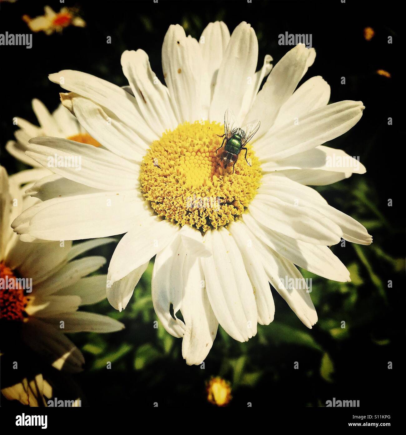 Fly on Daisy Stock Photo - Alamy