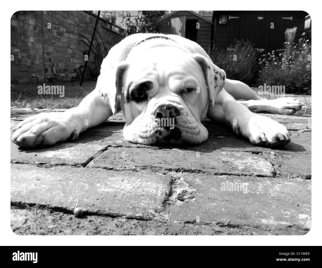 My American Bulldog, Brian. A split second after capturing the photo he ...