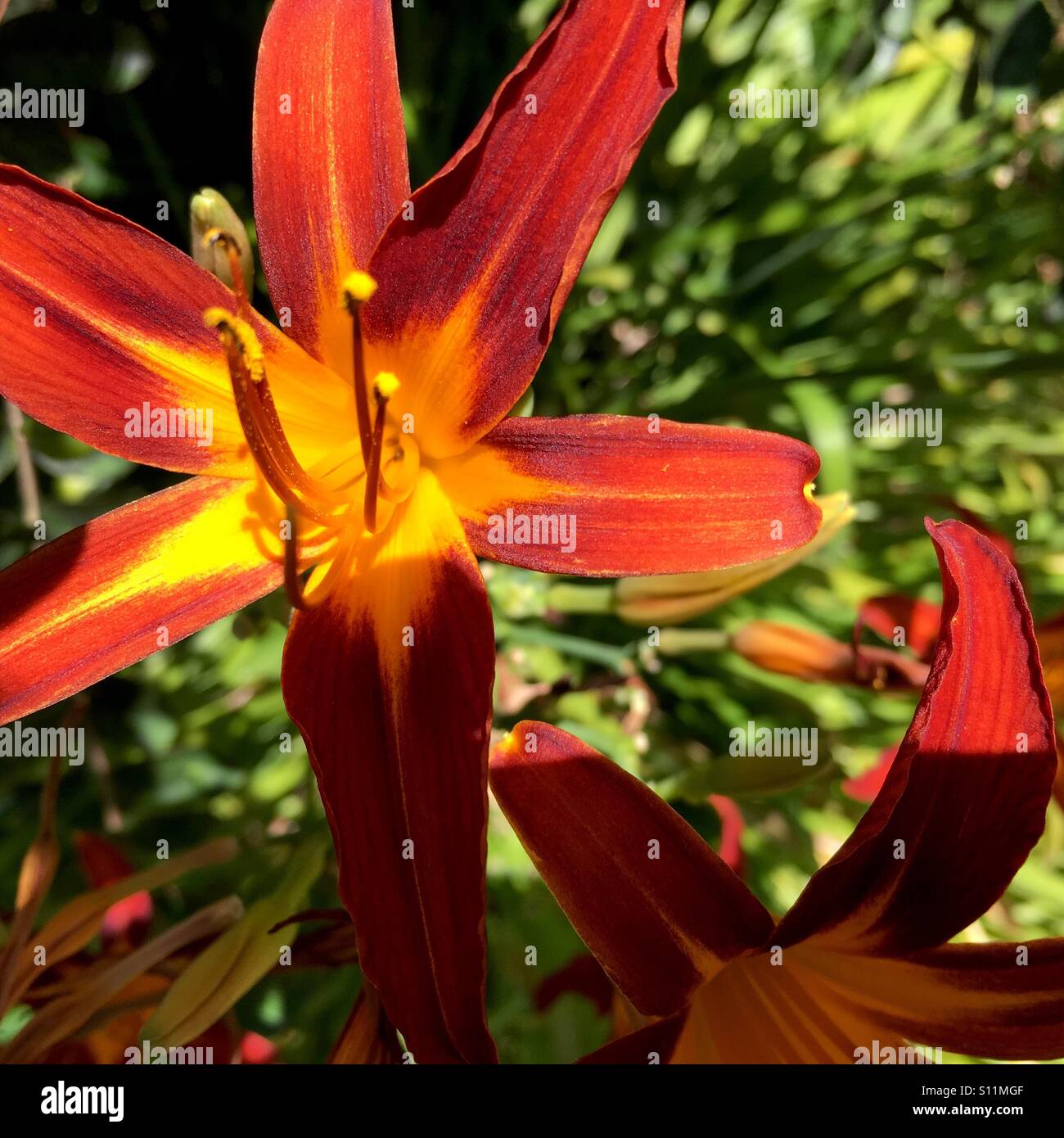 Orange and yellow flowers Stock Photo - Alamy