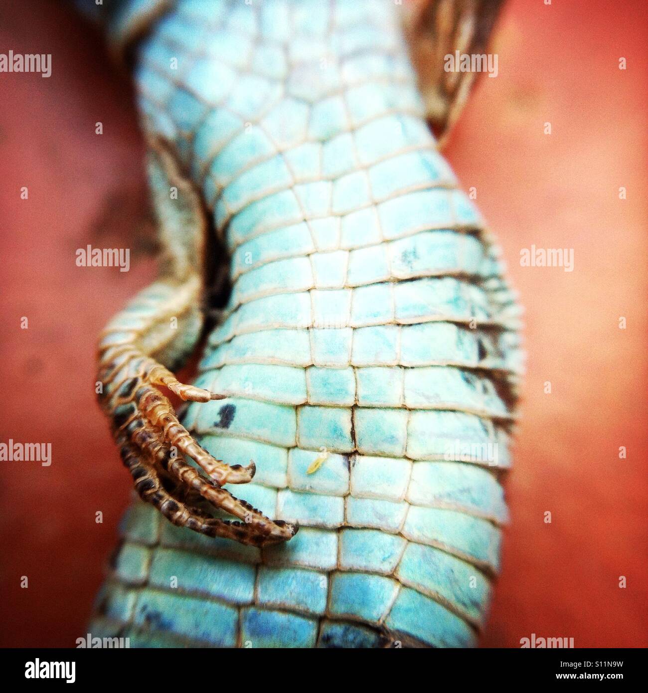 Dead lizard hi-res stock photography and images - Alamy
