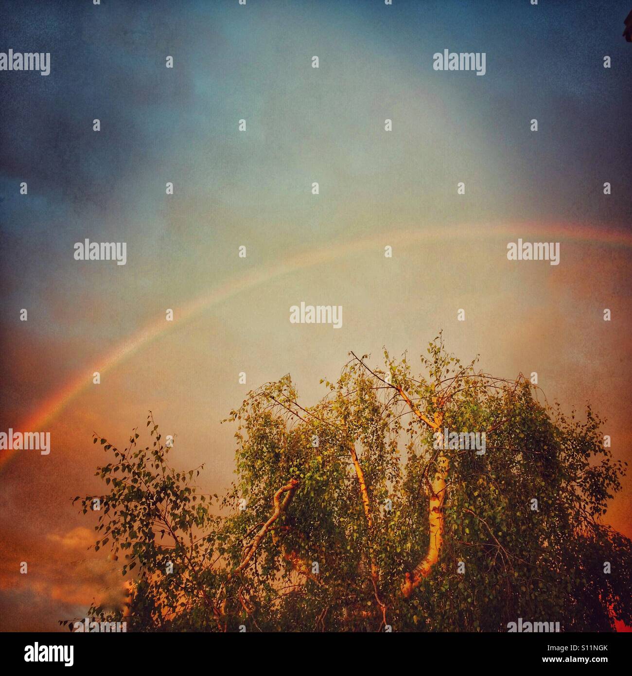 Rainbow at sunset over a tree Stock Photo - Alamy