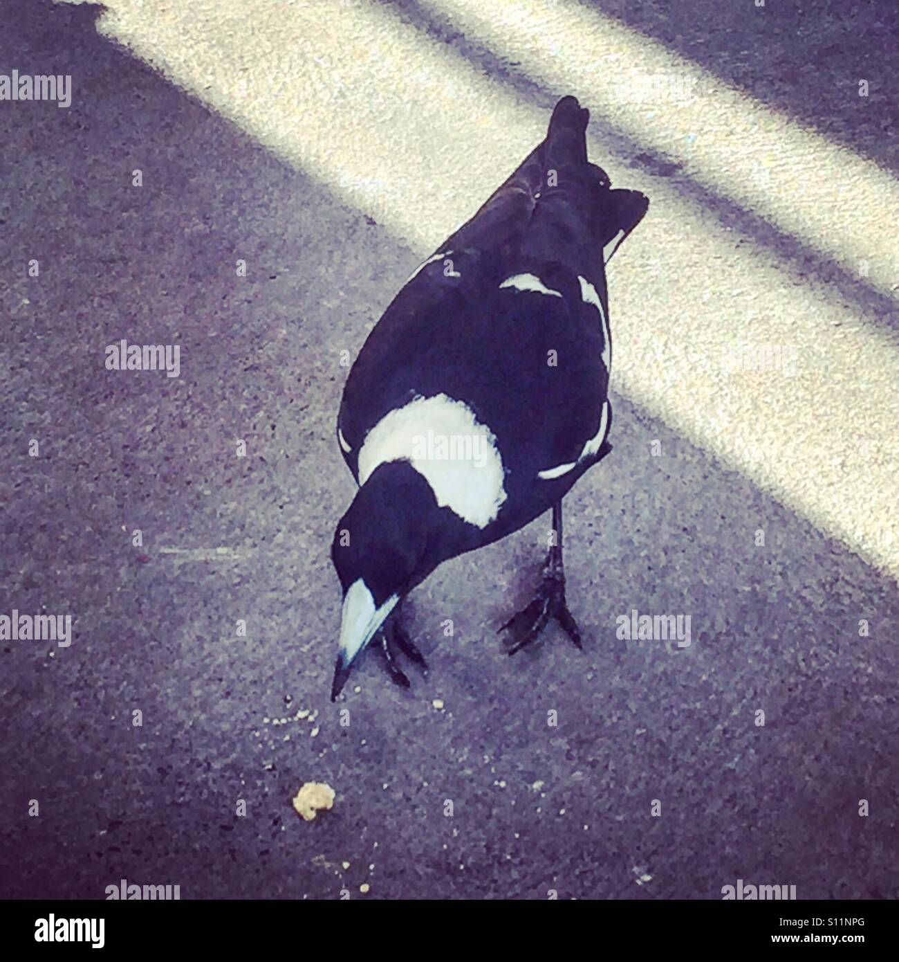Magpie eating hi-res stock photography and images - Alamy