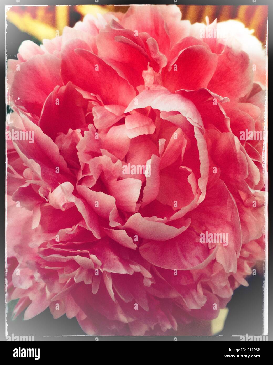 Peony peonies flower hi-res stock photography and images - Alamy