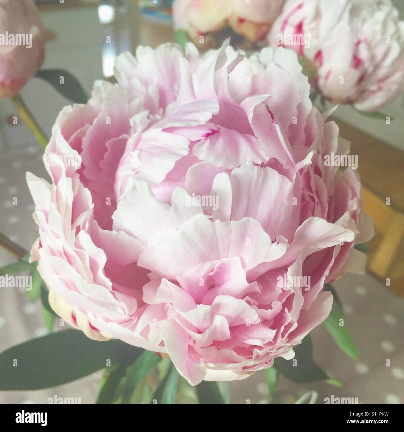 Beautiful peony hi-res stock photography and images - Alamy