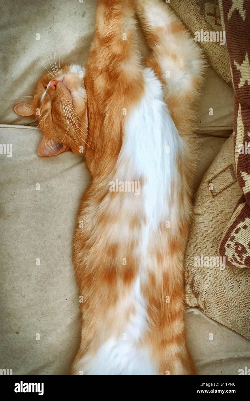 Sleeping on a Sunday morning Stock Photo - Alamy