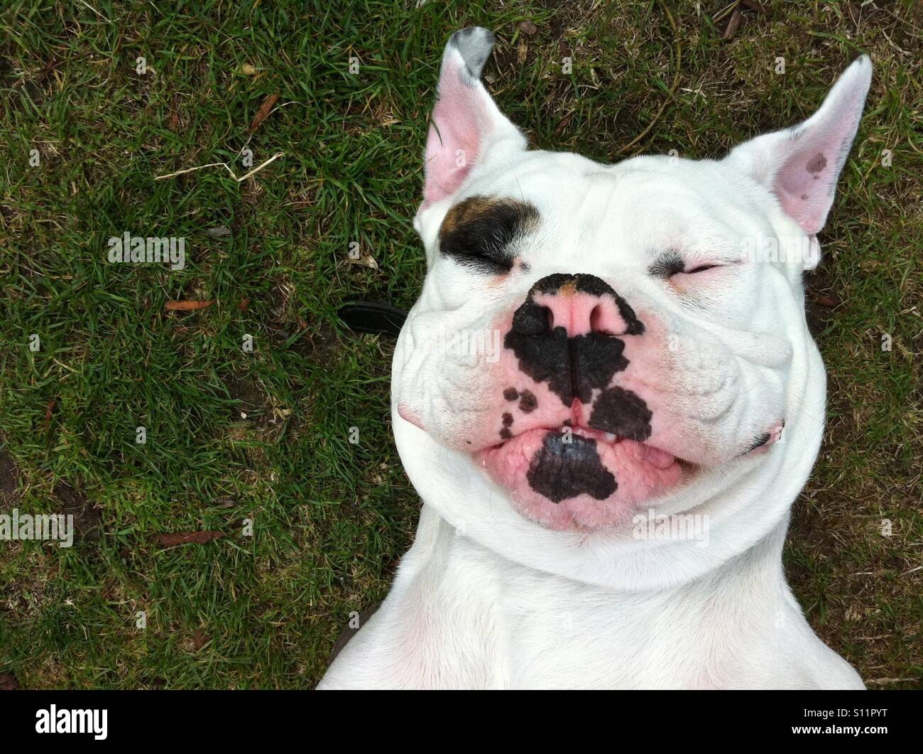 Brian the dog hi-res stock photography and images - Alamy