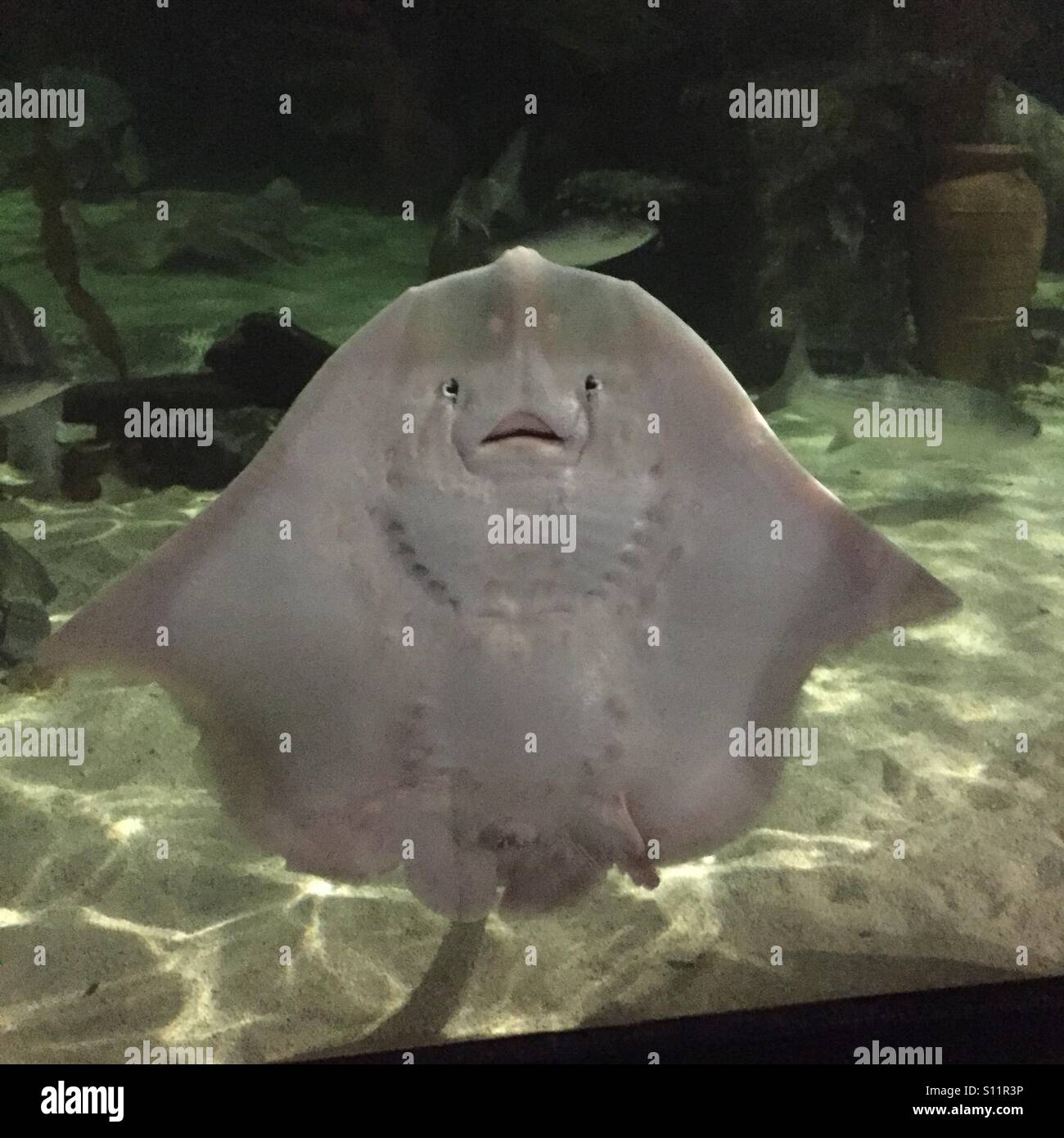 Ray fish face hi-res stock photography and images - Alamy