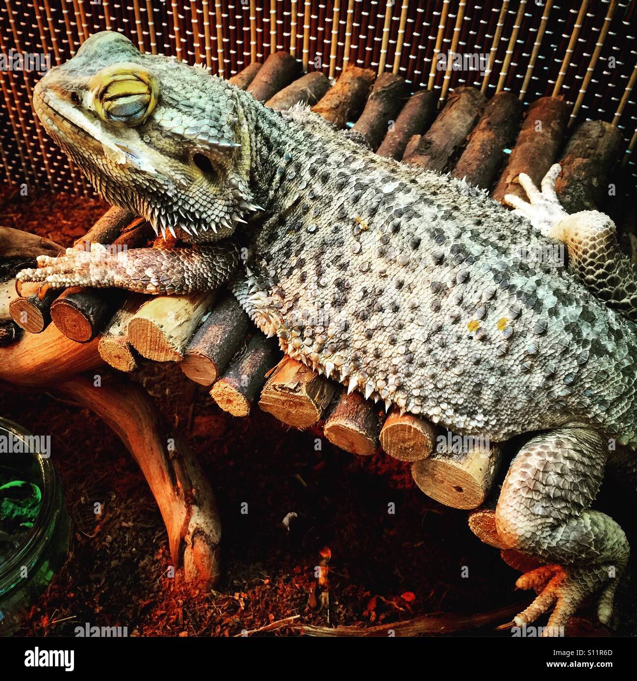 Rex the Bearded Dragon Stock Photo - Alamy