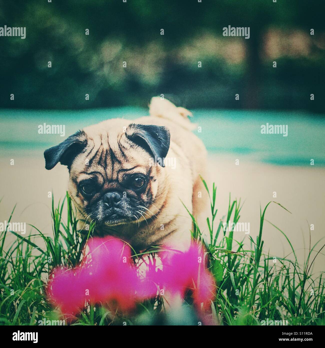 Pug smelling a flower Stock Photo - Alamy