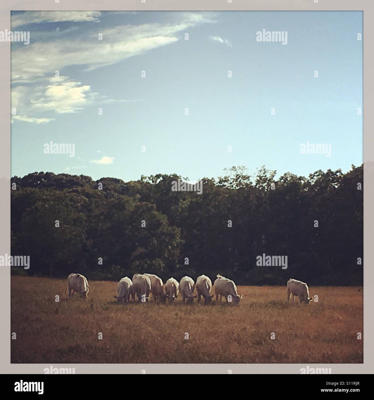 Charolais cows grazing in field Stock Photo - Alamy
