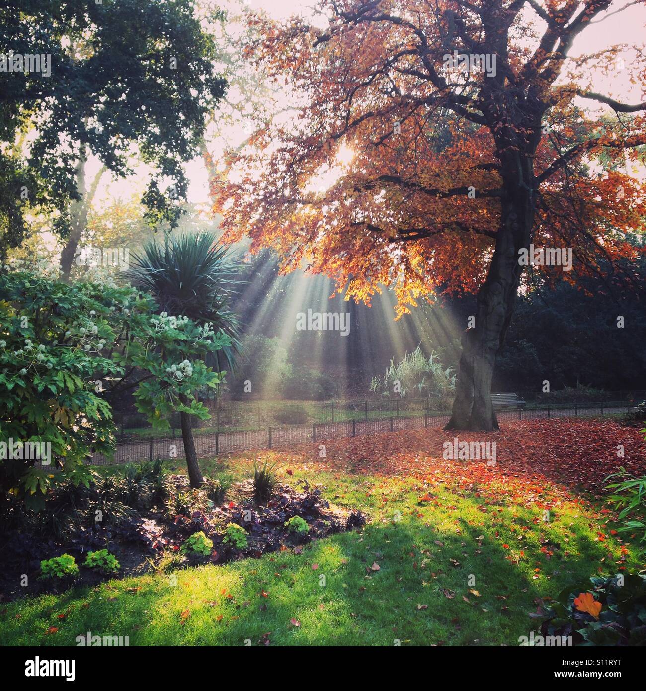 Sun rays trees hi-res stock photography and images - Alamy