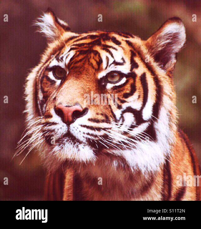 Strong tiger hi-res stock photography and images - Alamy