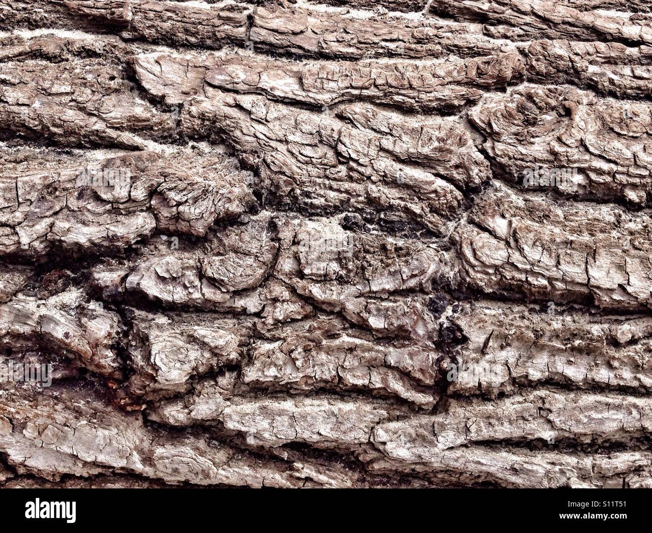 Bark texture textures hi-res stock photography and images - Alamy