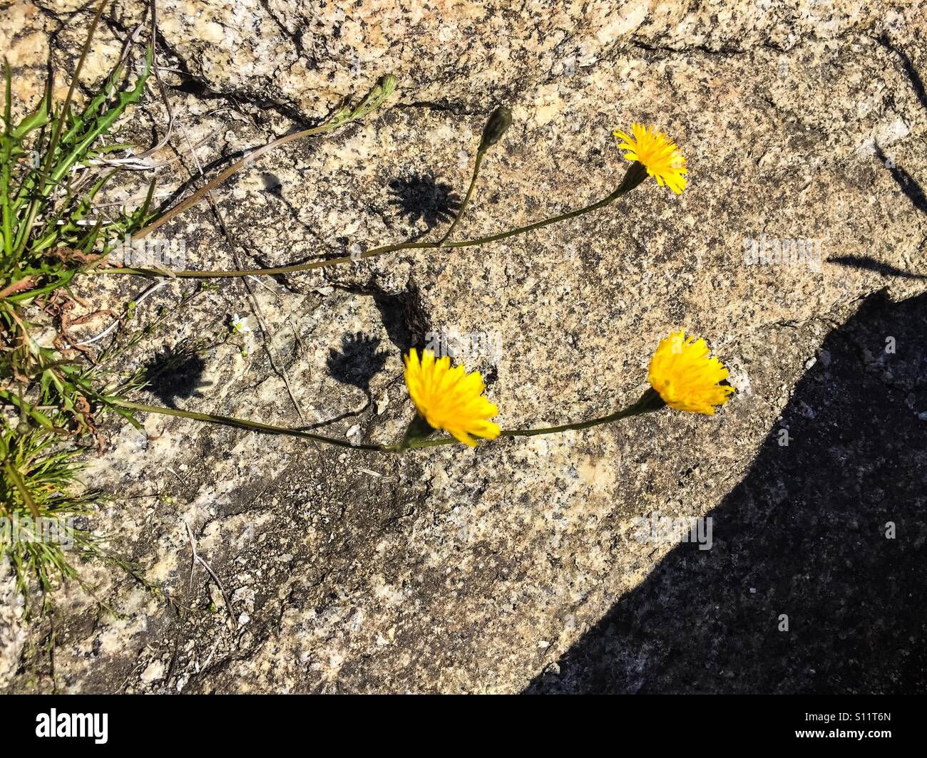 Flowers growing out of a rock hi-res stock photography and images - Alamy