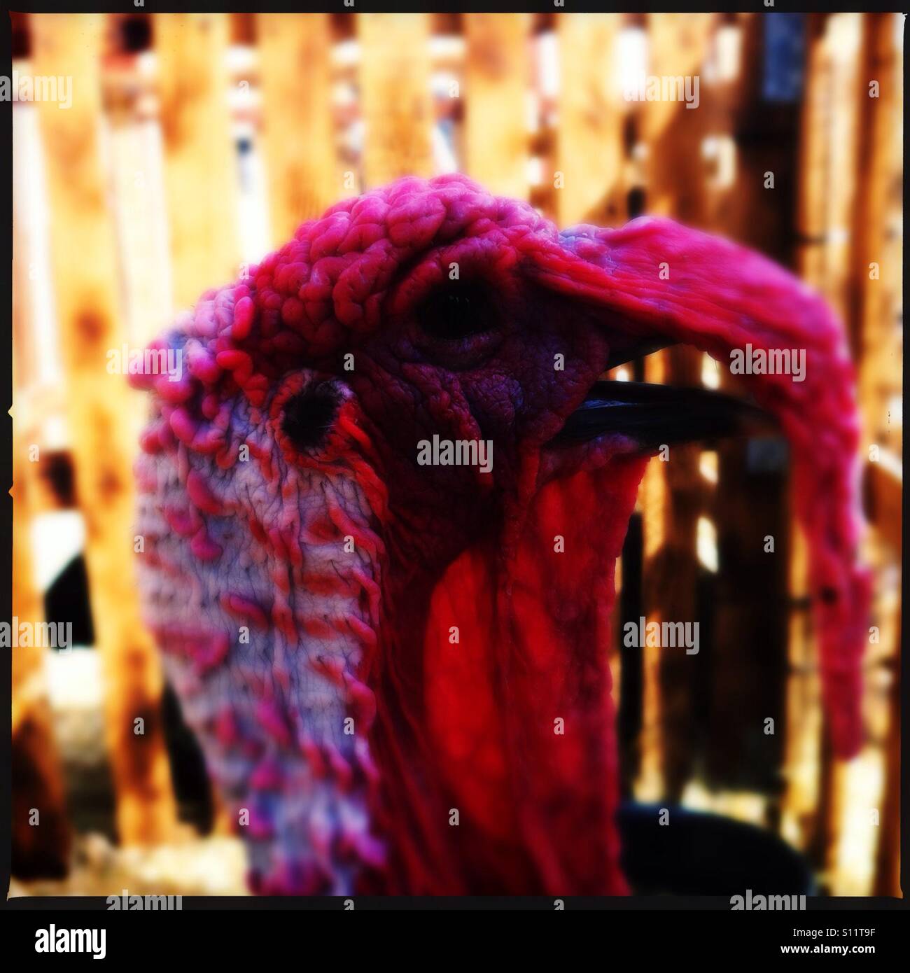 Free range organic turkey farm hi-res stock photography and images - Alamy