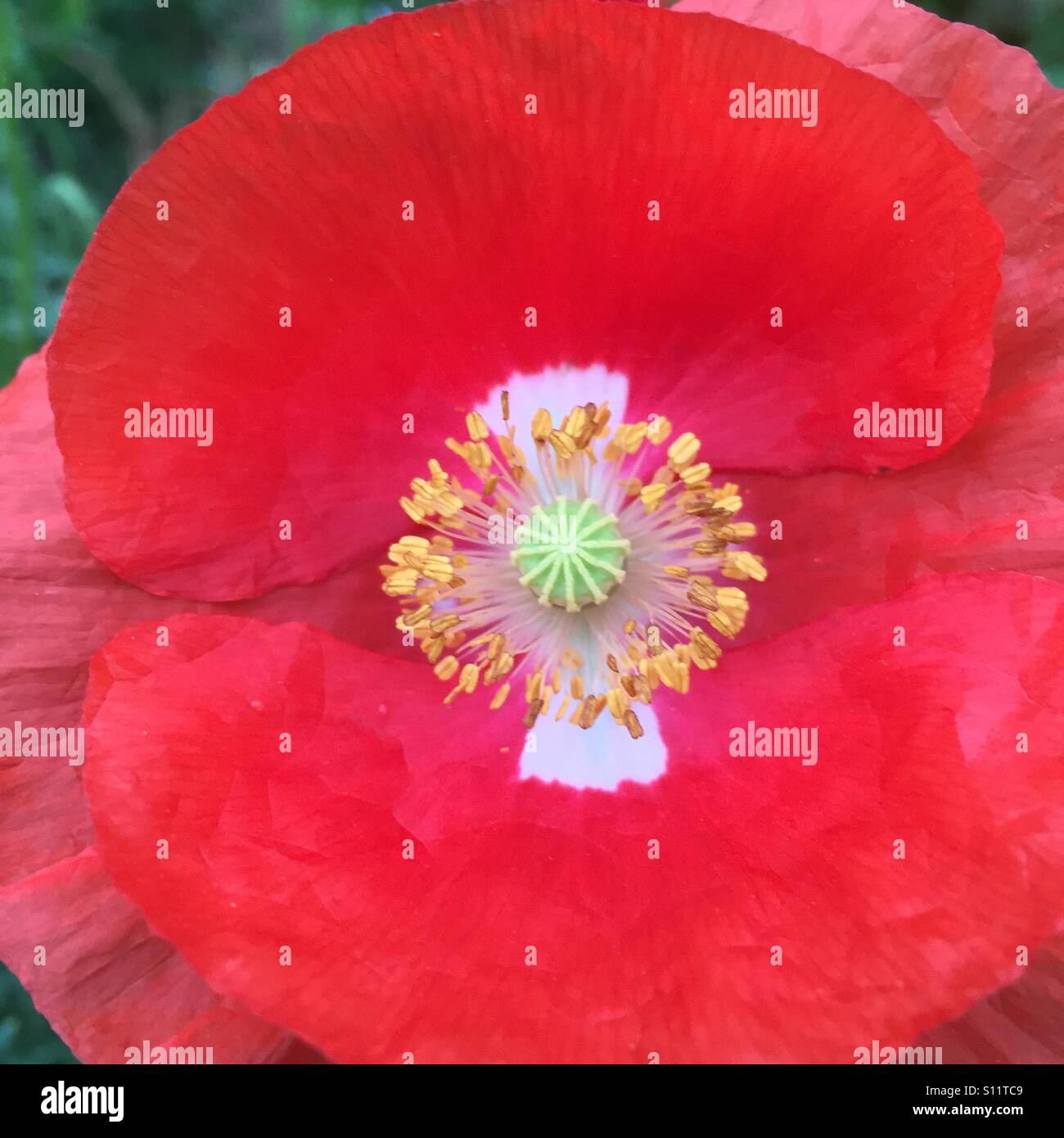 Close up of corn poppy Stock Photo - Alamy