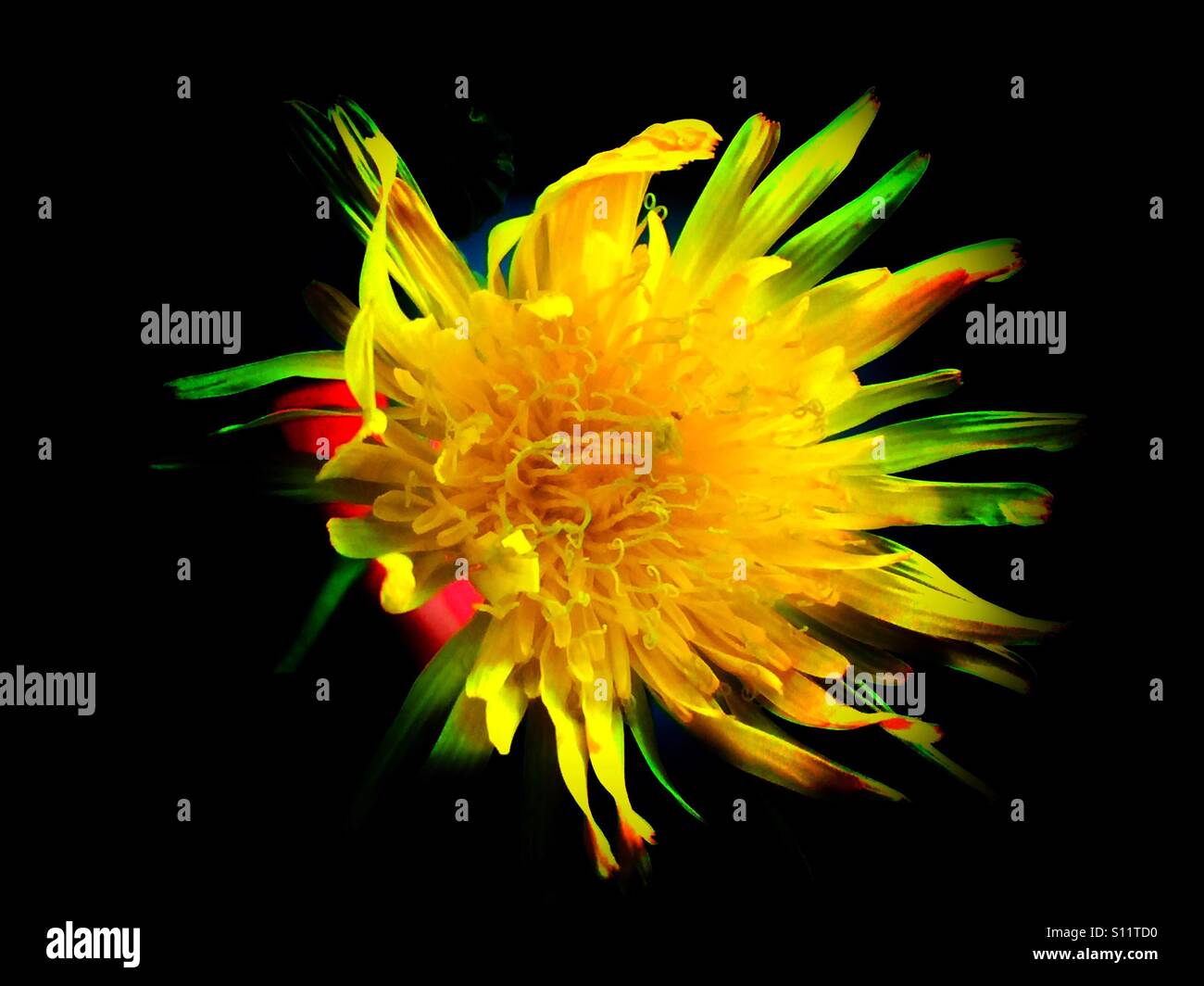 Yellow Wildflower against a dark background Stock Photo - Alamy