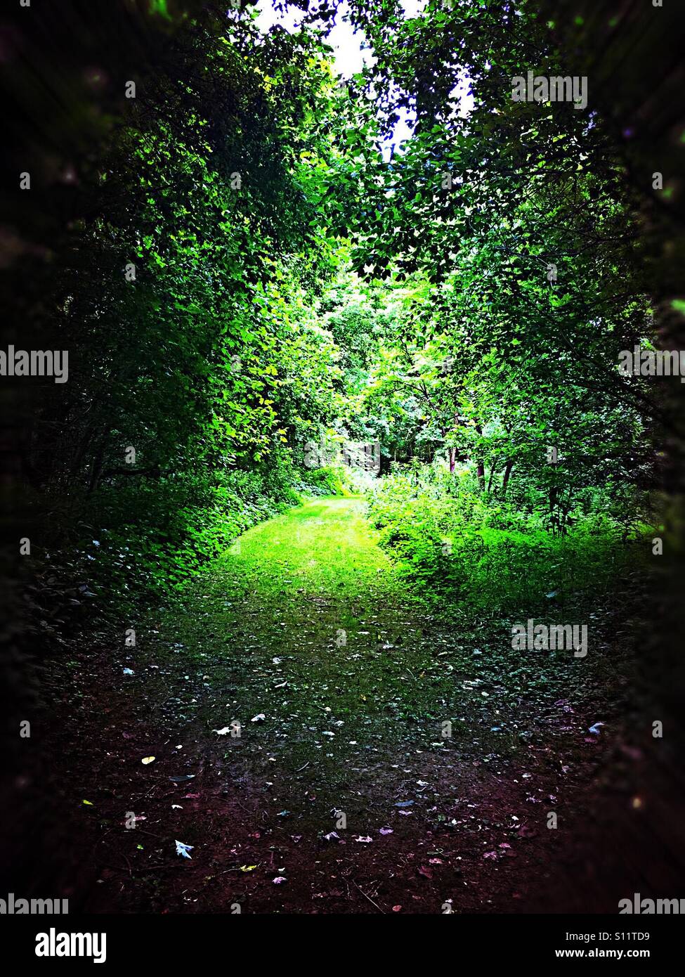 Pathway through a forest Stock Photo - Alamy