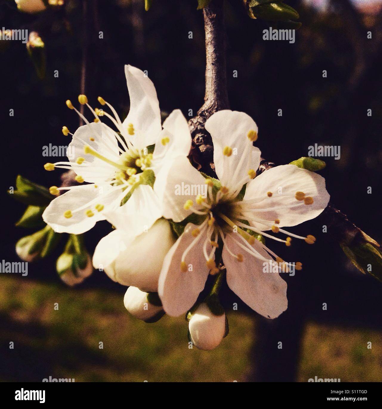 Plum tree flower hi-res stock photography and images - Alamy