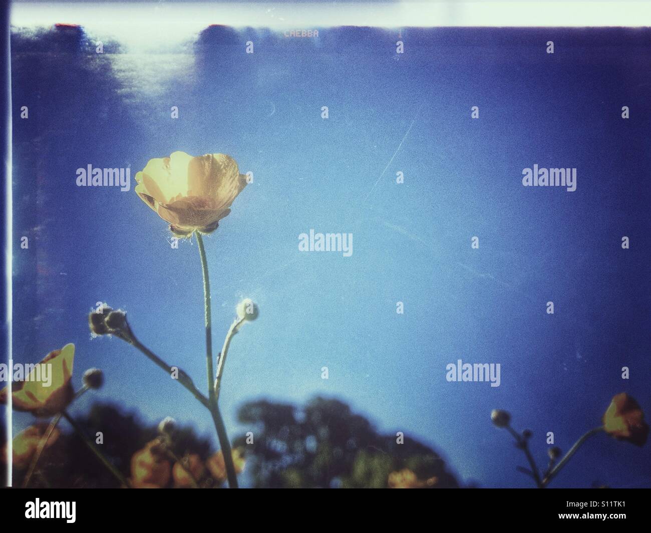 Buttercup retro film style Stock Photo - Alamy