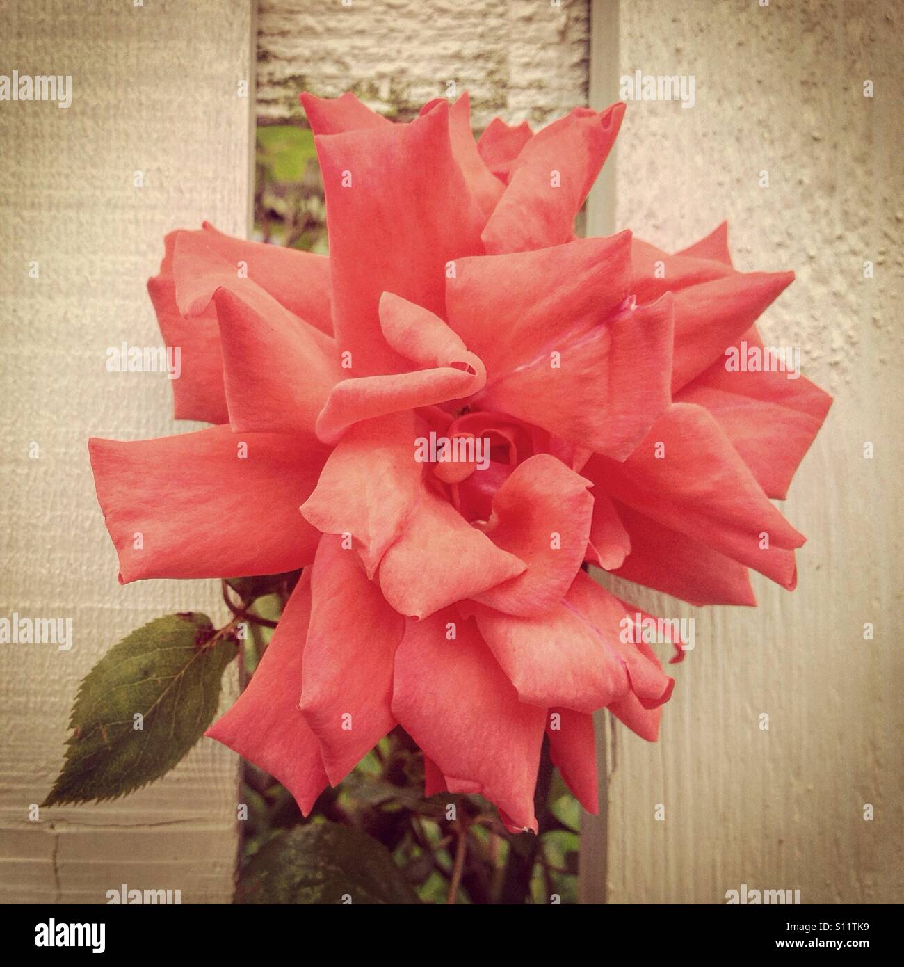Rose growing through fence hi-res stock photography and images - Alamy