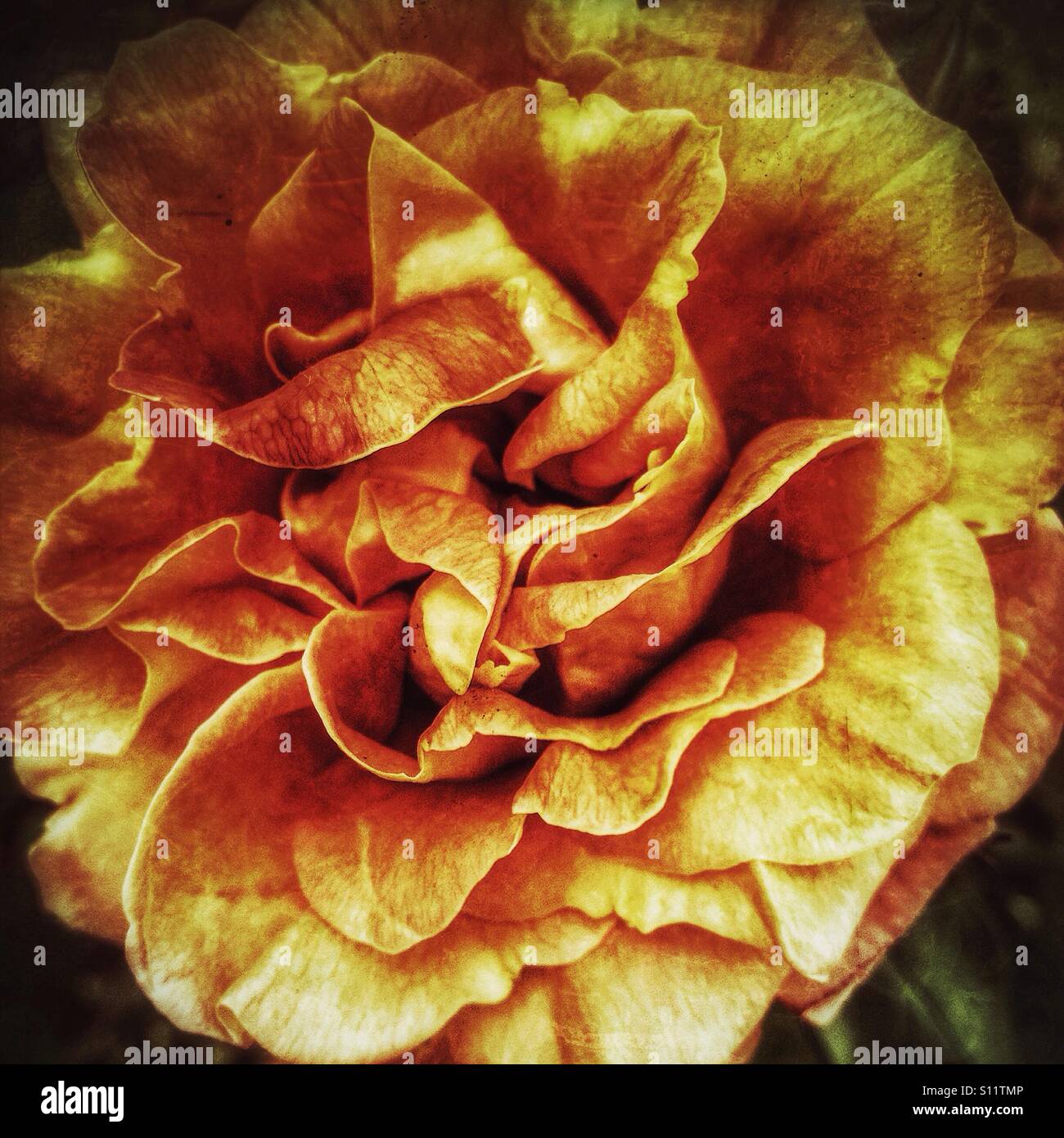 Wise with heavy filter Stock Photo - Alamy