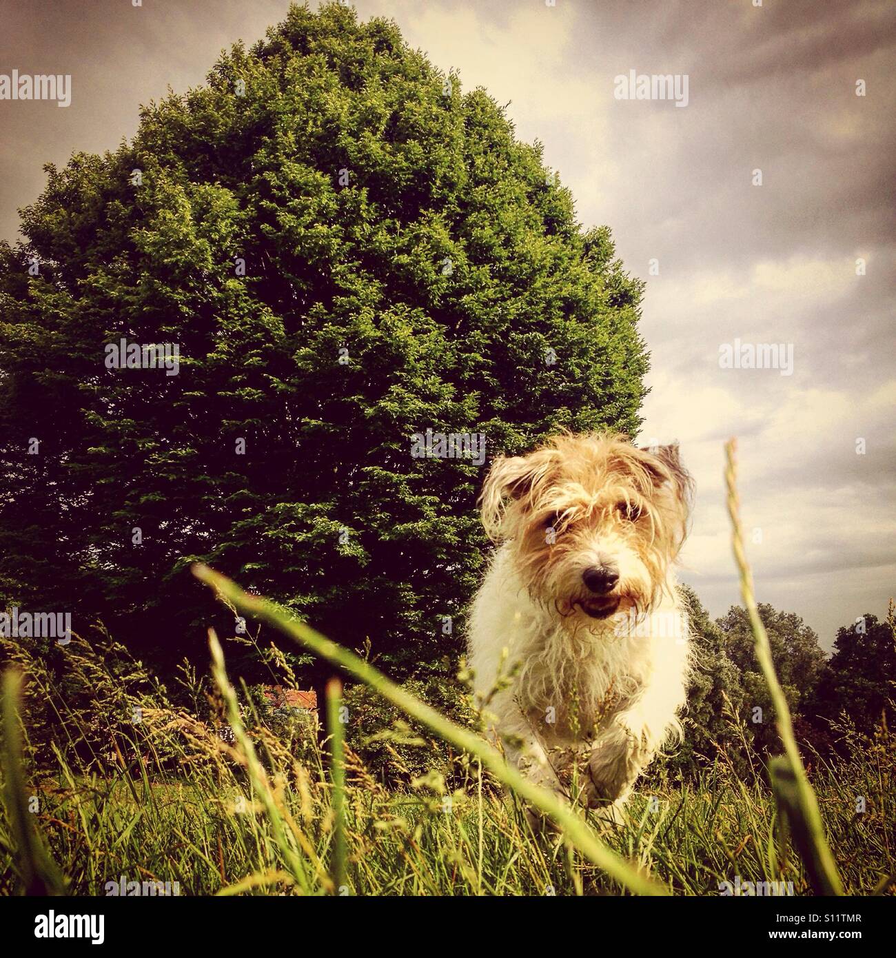 Dog running to camera Stock Photo - Alamy