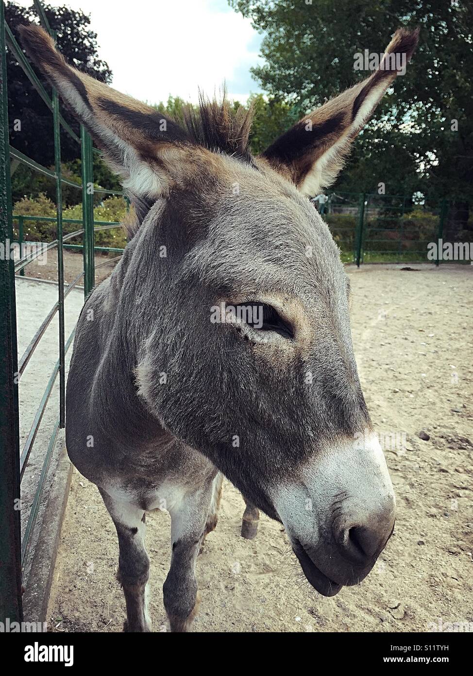 Dumb. Burro. Esel Stock Photo - Alamy