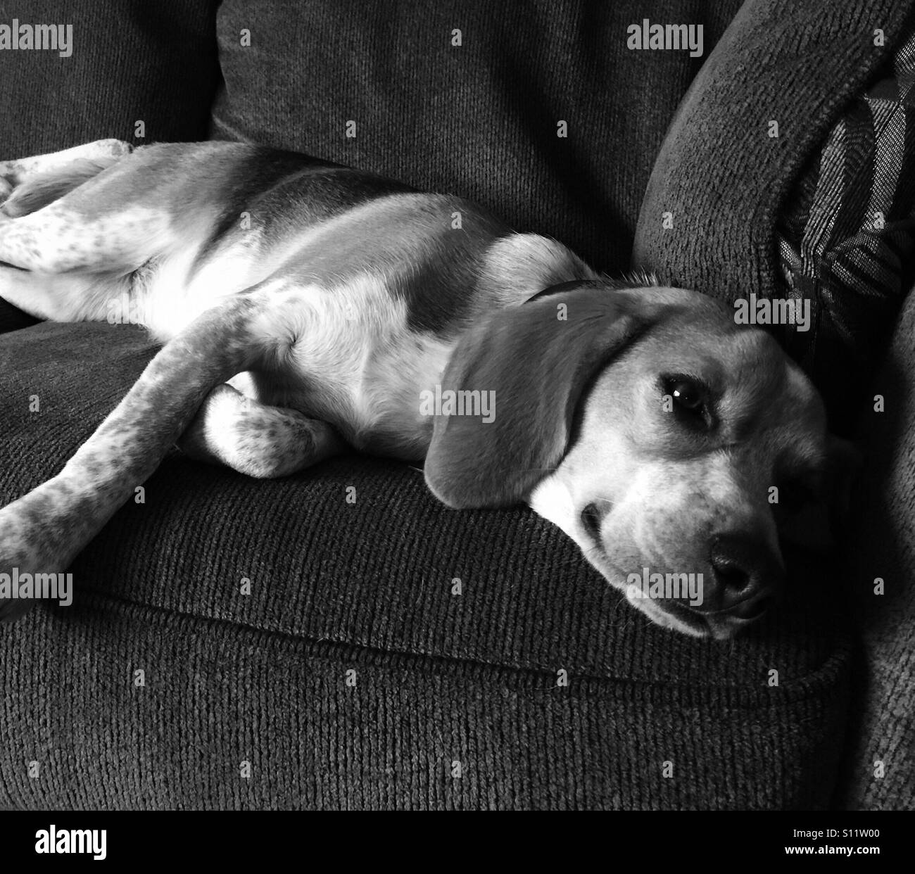 Lazy beagle hi-res stock photography and images - Alamy