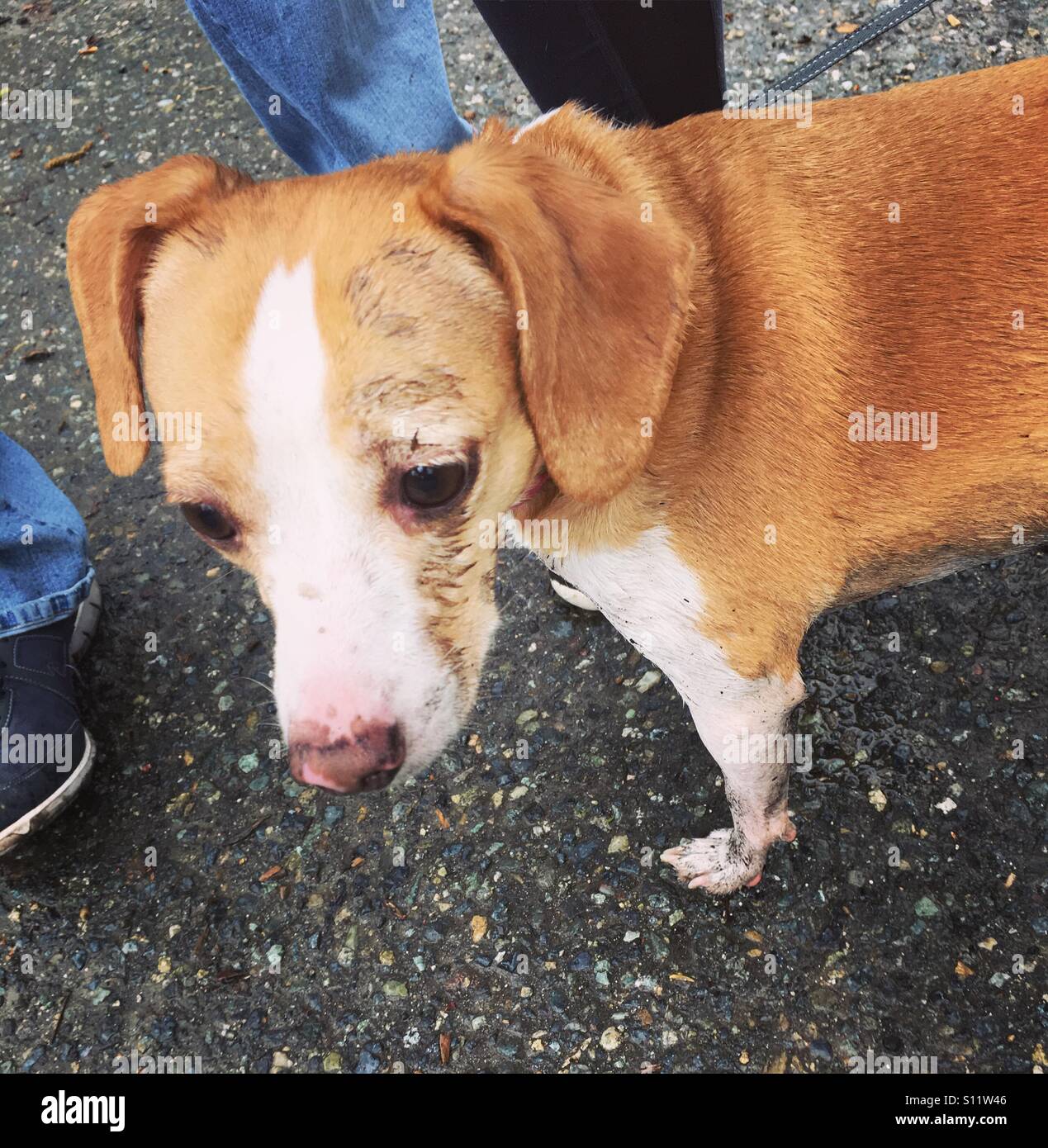 Puddle jumping hi-res stock photography and images - Alamy