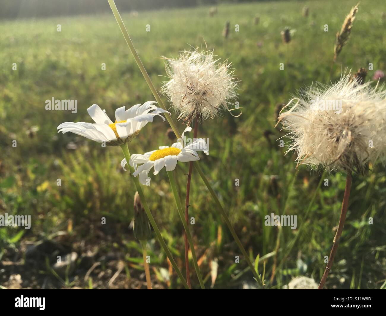 Spent dandelion fuzz balls Stock Photo - Alamy