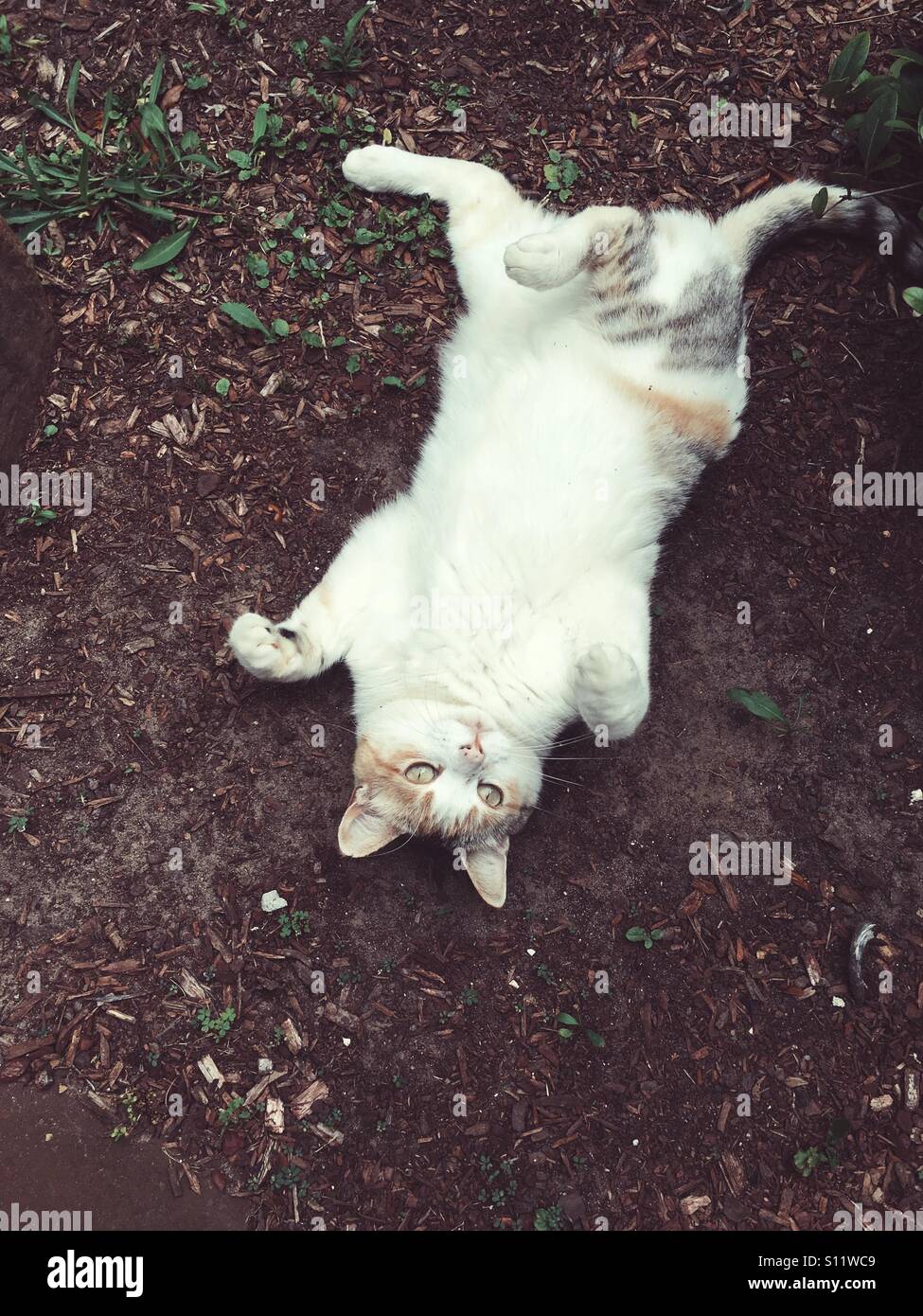 Very Fat Cat High Resolution Stock Photography and Images - Alamy