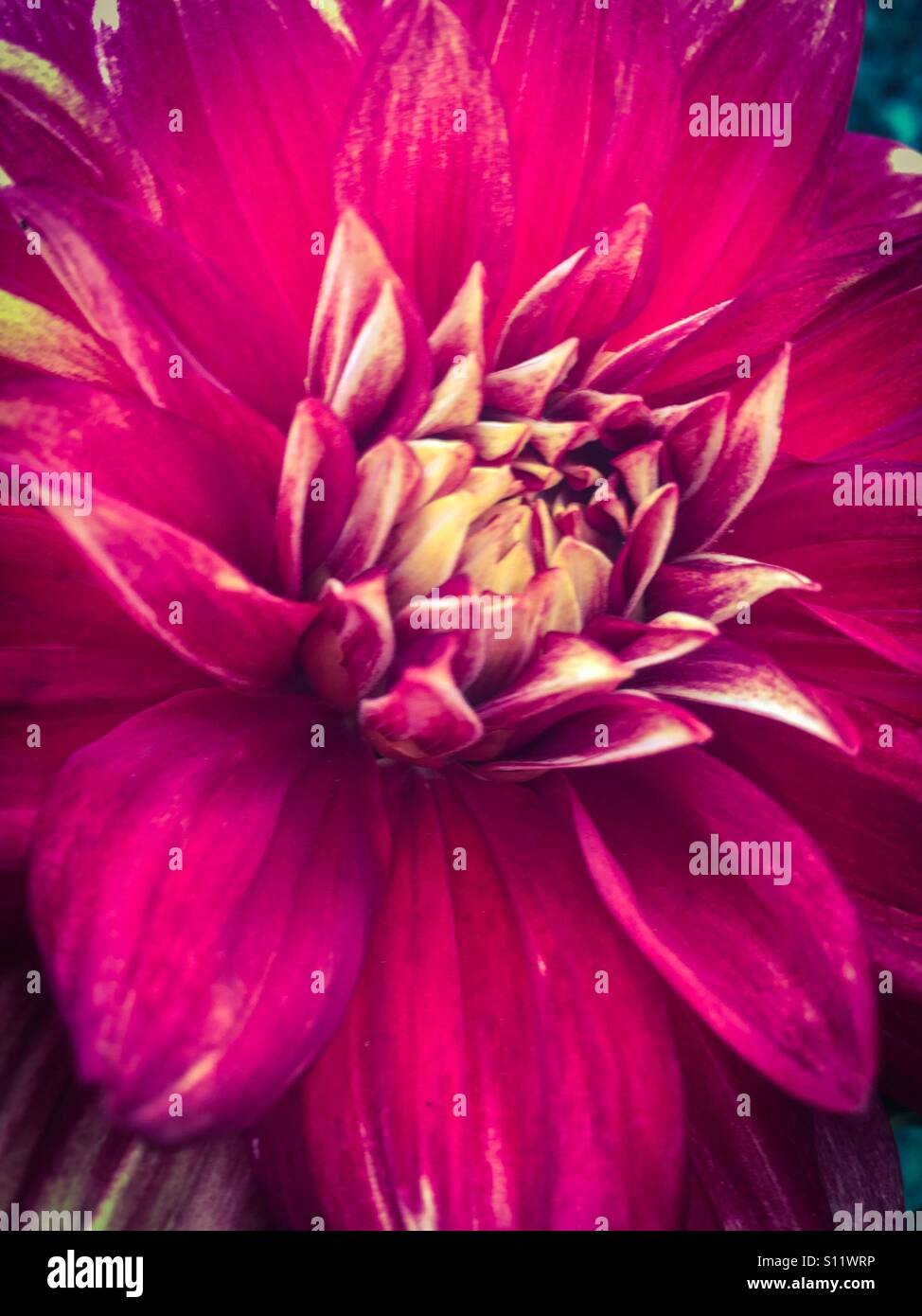 Magenta flower in the summer season Stock Photo - Alamy