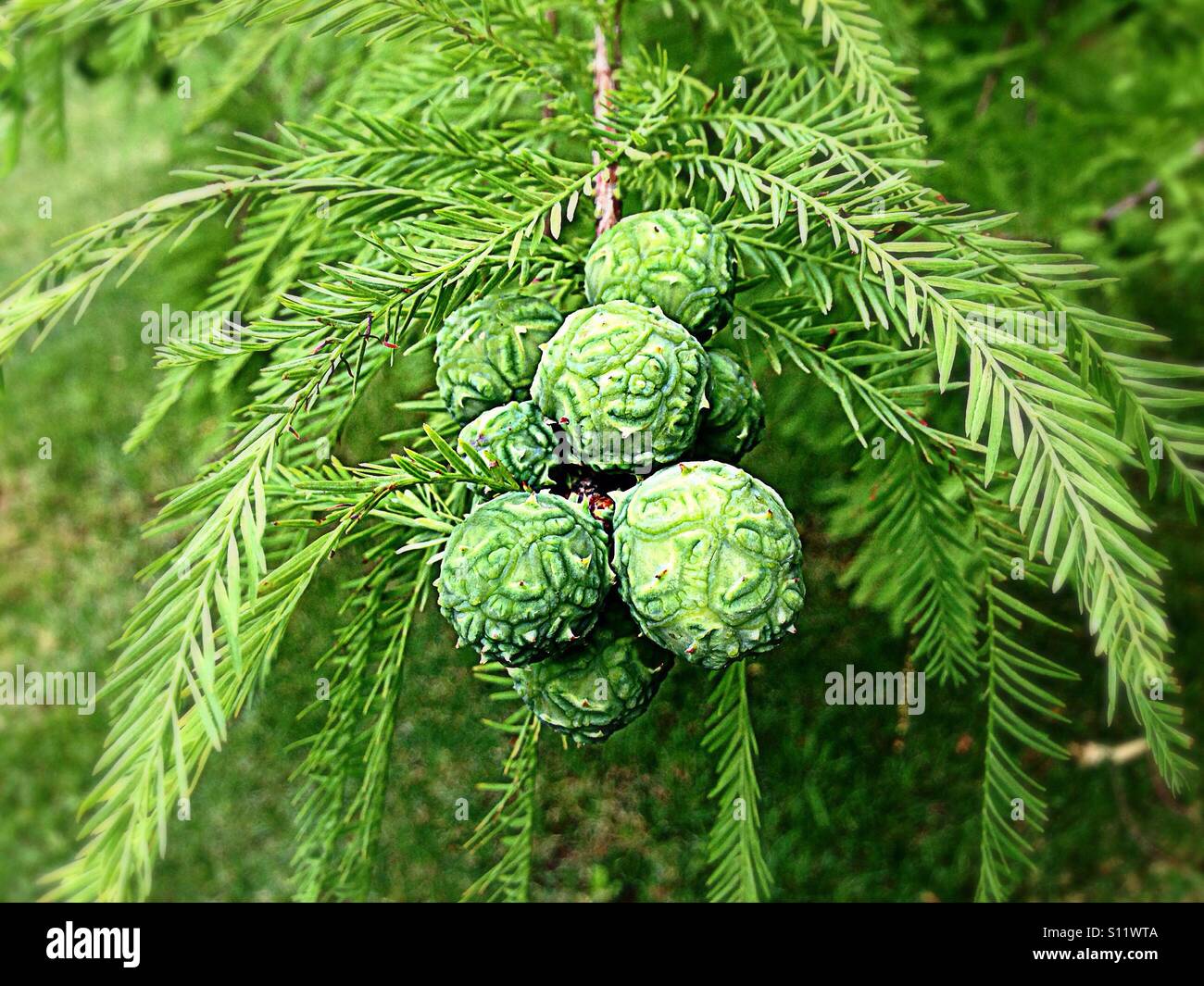 Fir cones close up Stock Photo - Alamy