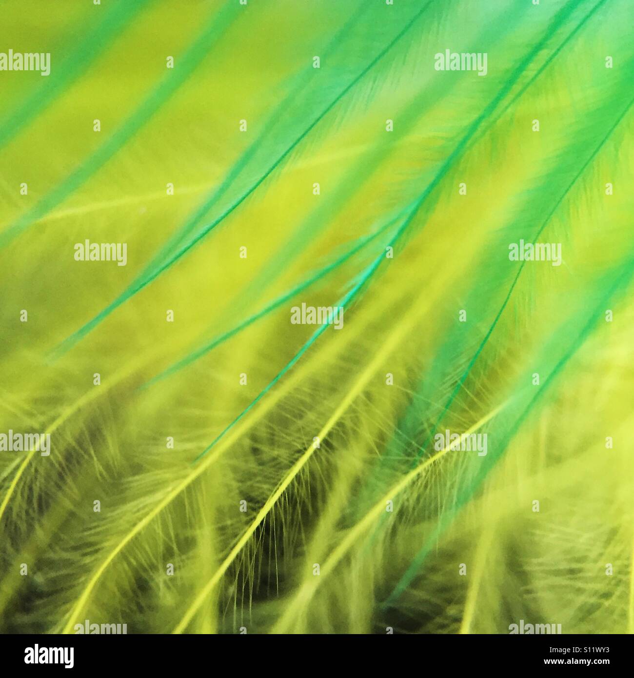 Yellow feathers close up hi-res stock photography and images - Alamy