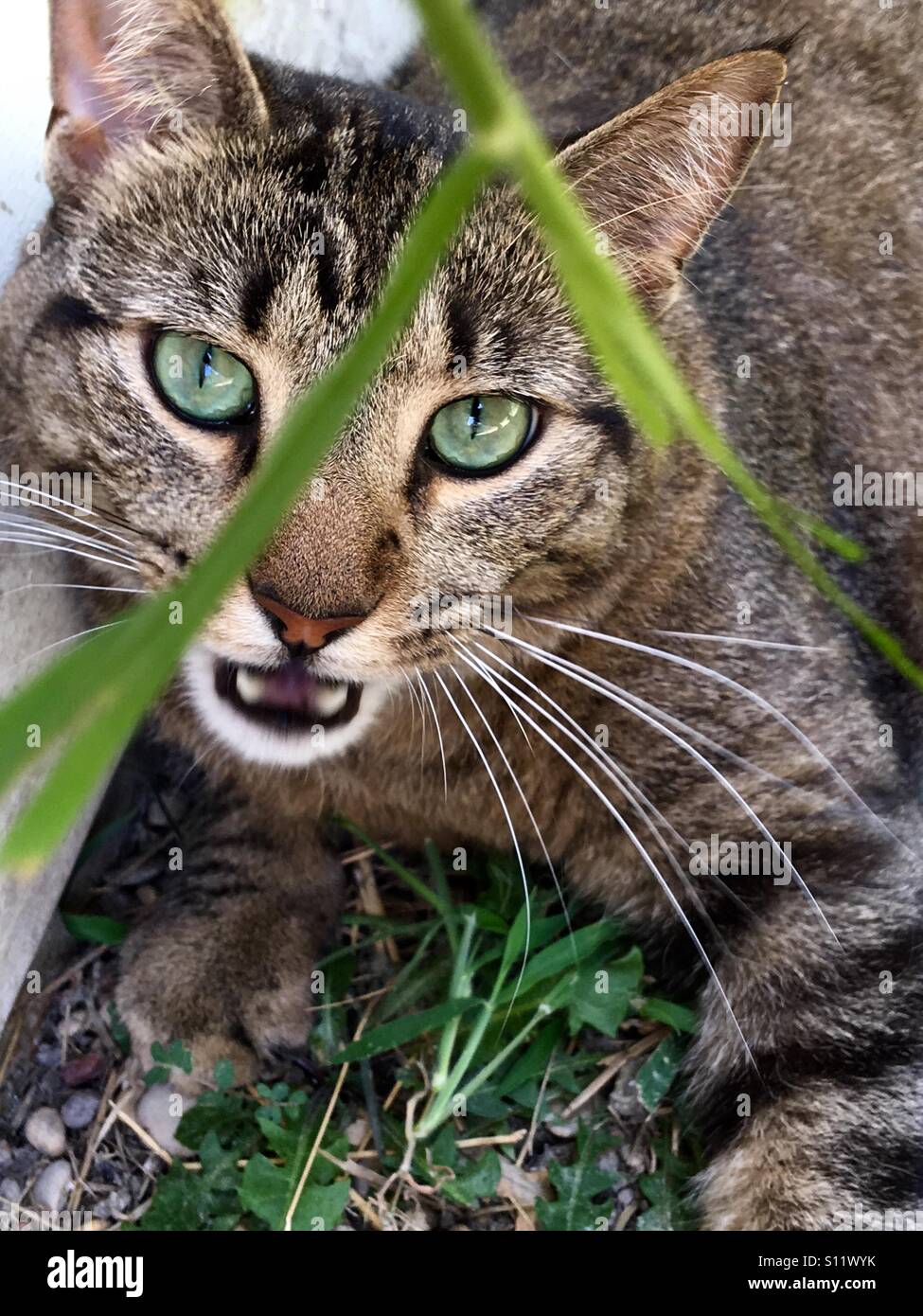 Stalking eyes hi-res stock photography and images - Alamy