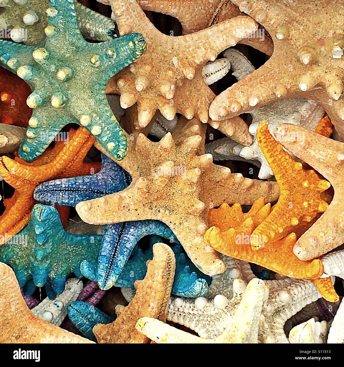Dried starfish hi-res stock photography and images - Alamy