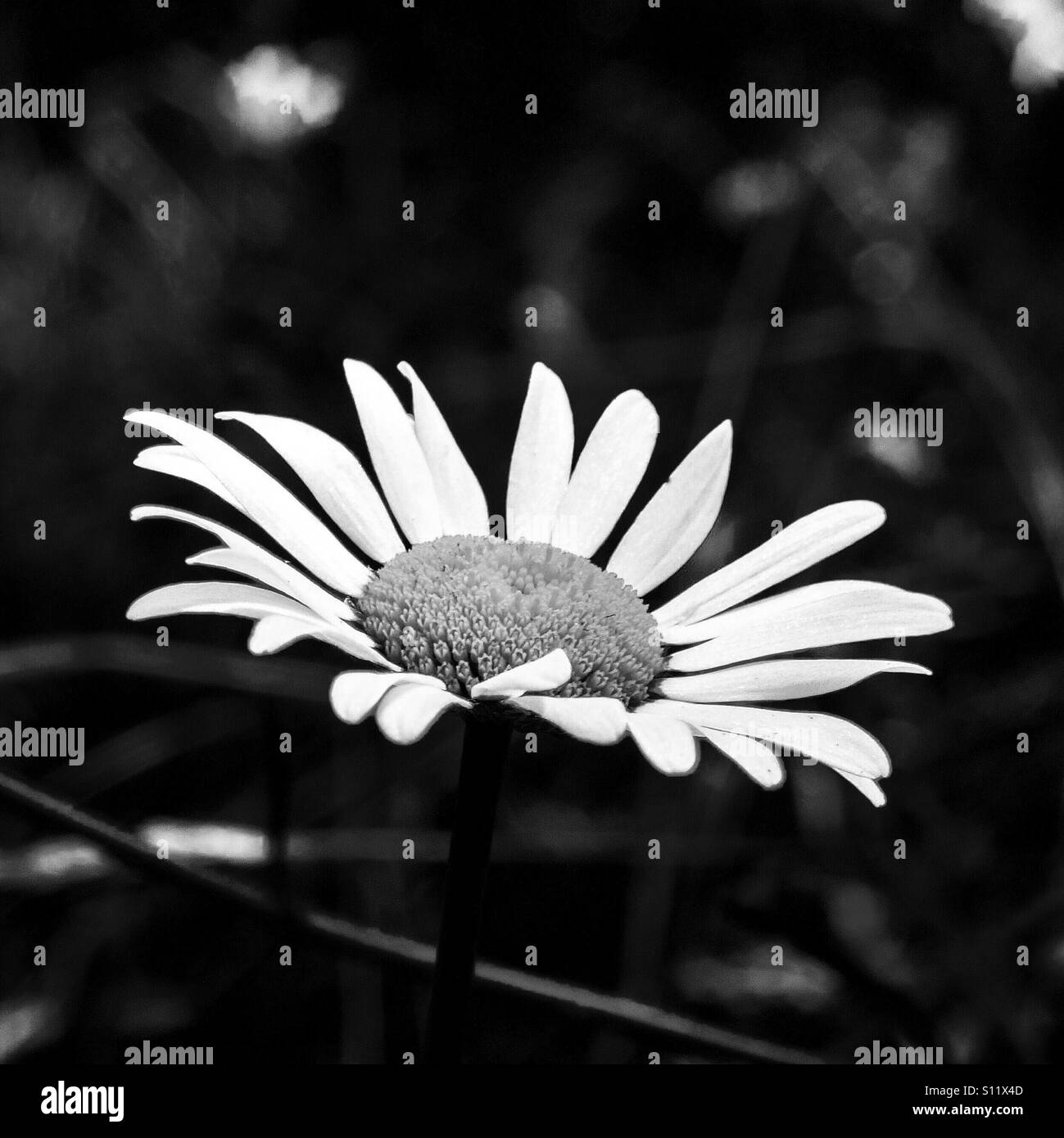 Beautiful single flower Black and White Stock Photos & Images - Alamy