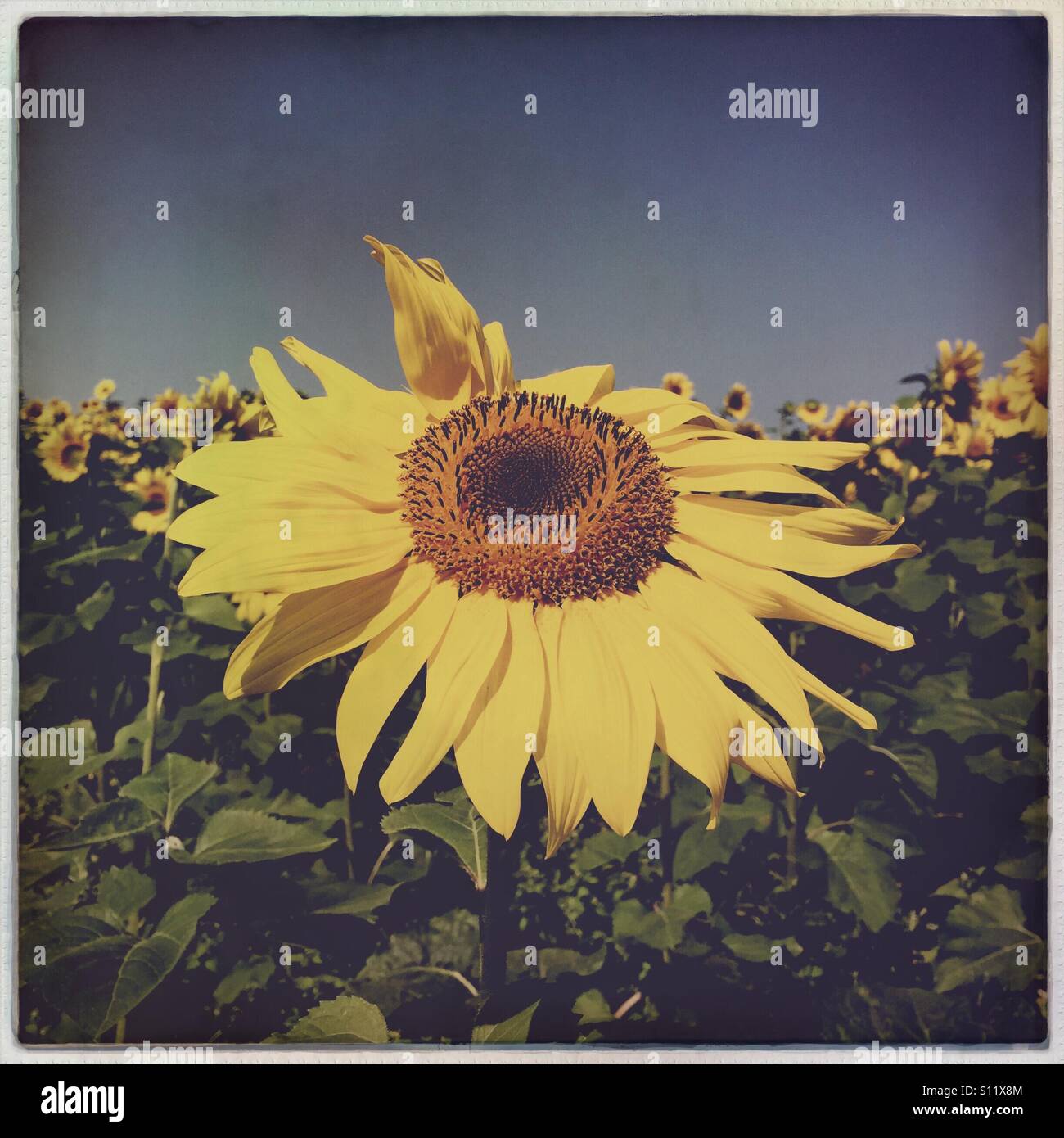 Giant Sunflower standing alone Stock Photo - Alamy