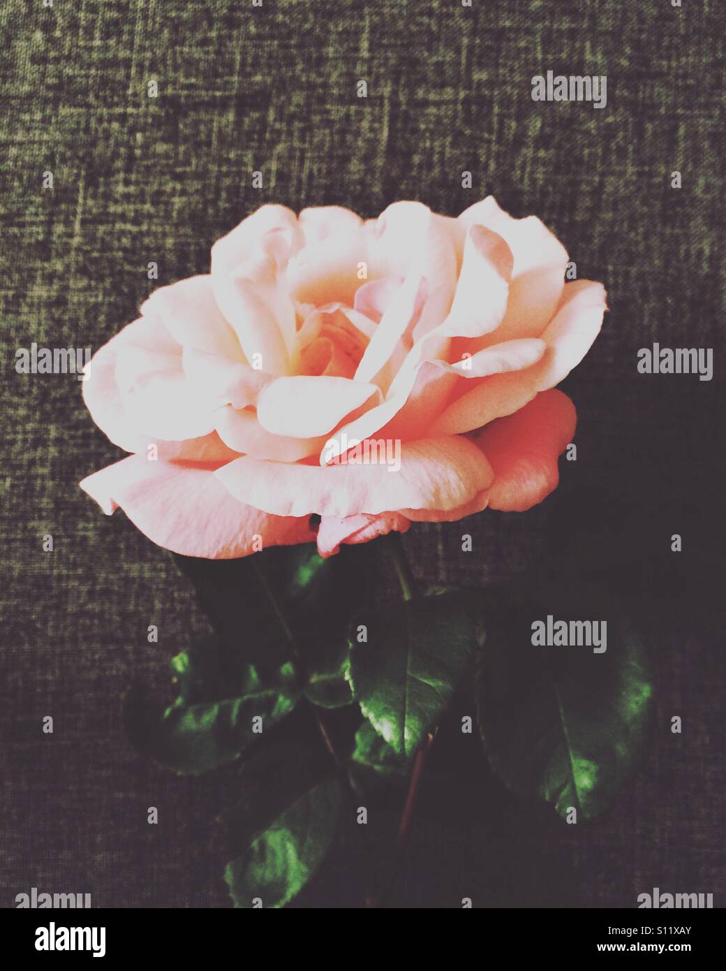 Pink pretty beautiful hi-res stock photography and images - Alamy