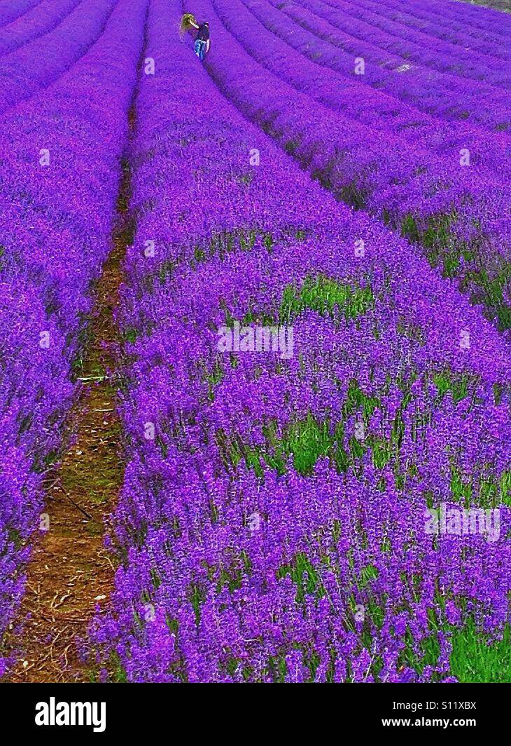 Farmers growing lavender lavender farm hi-res stock photography and ...